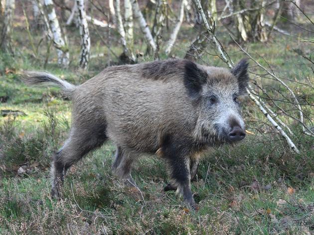 Ein 30 Kilometer langer Zaun soll die Schweinepest aufhalten