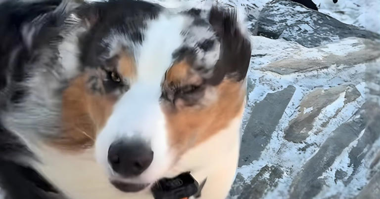 Video: Dog goes viral for reaction to 'windy & wintery' walk