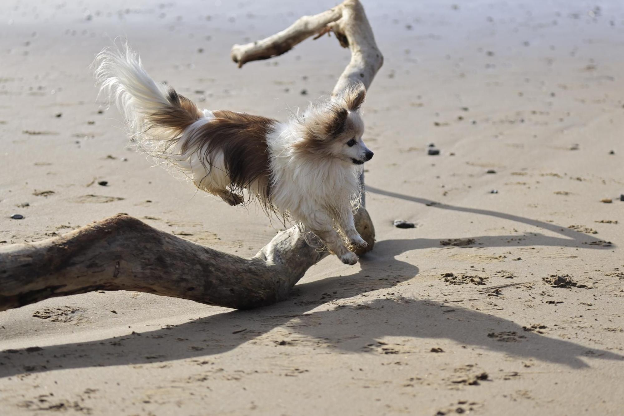 Animal magic: Pippin holds a very special place in my heart