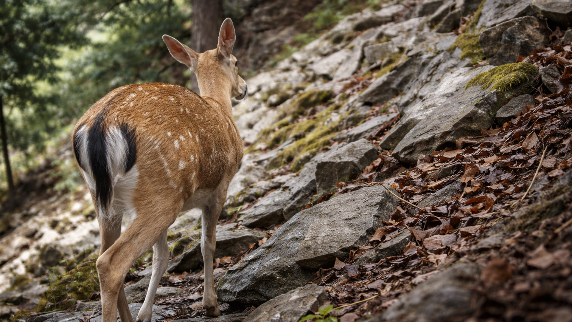 Hidden in the woods, trail camera captures this rare moment