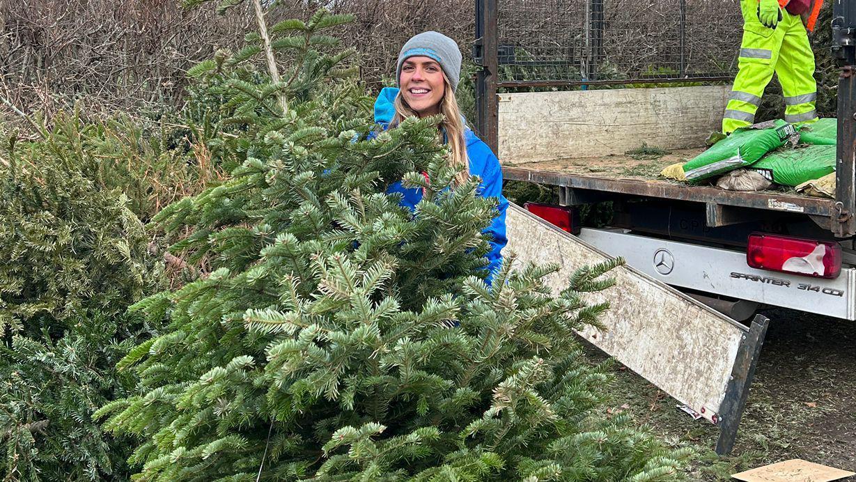 Hospices to collect Christmas trees for donations