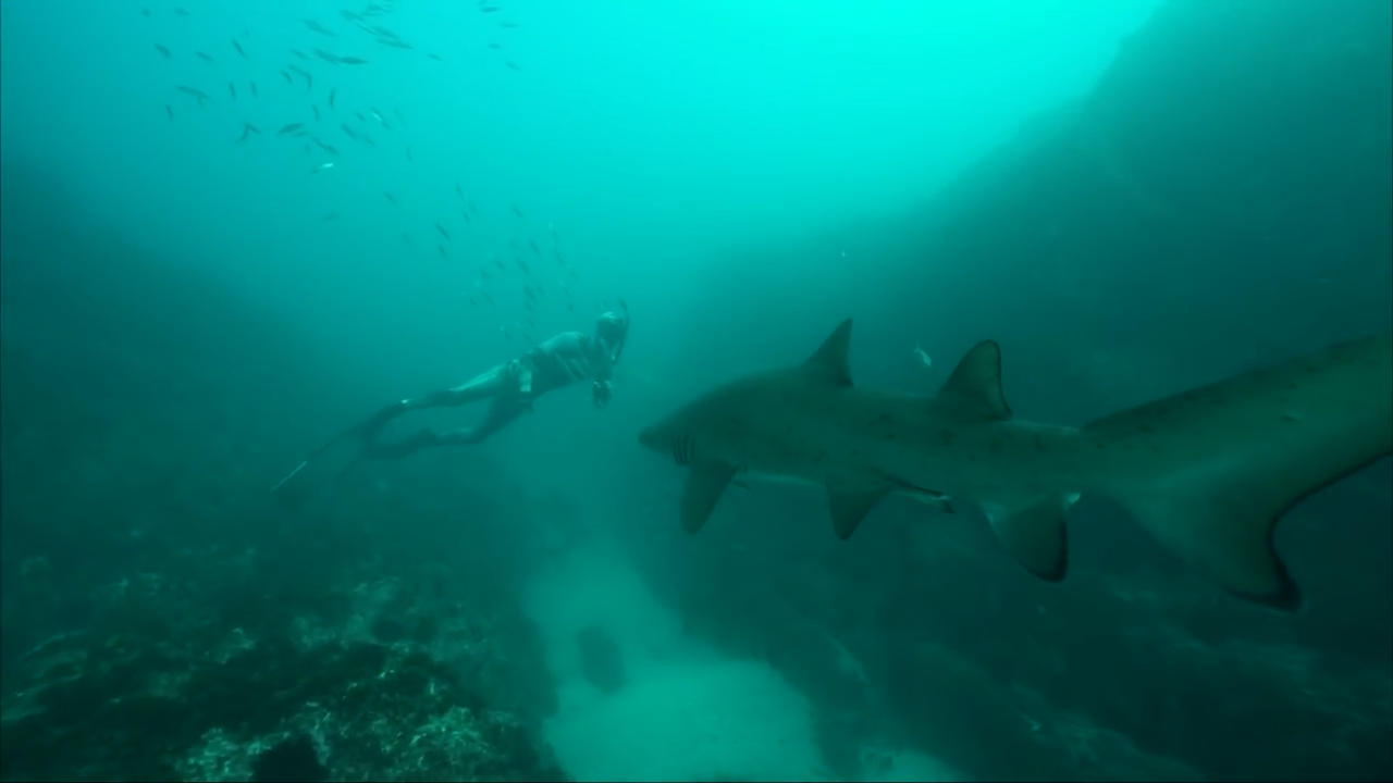 Don't look behind you - the shark was already there