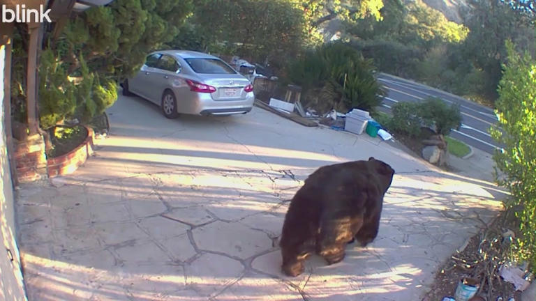 Wildlife officials say they haven’t given up on Altadena bear