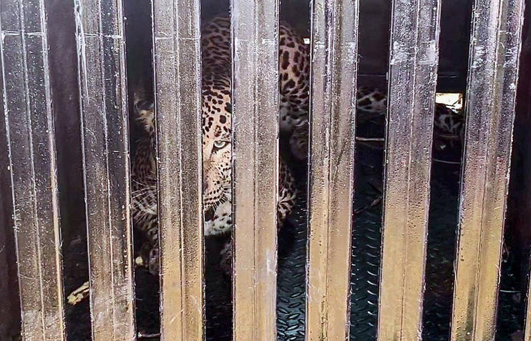Enemy of the state? Leopard sightings in Maharashtra, decoded