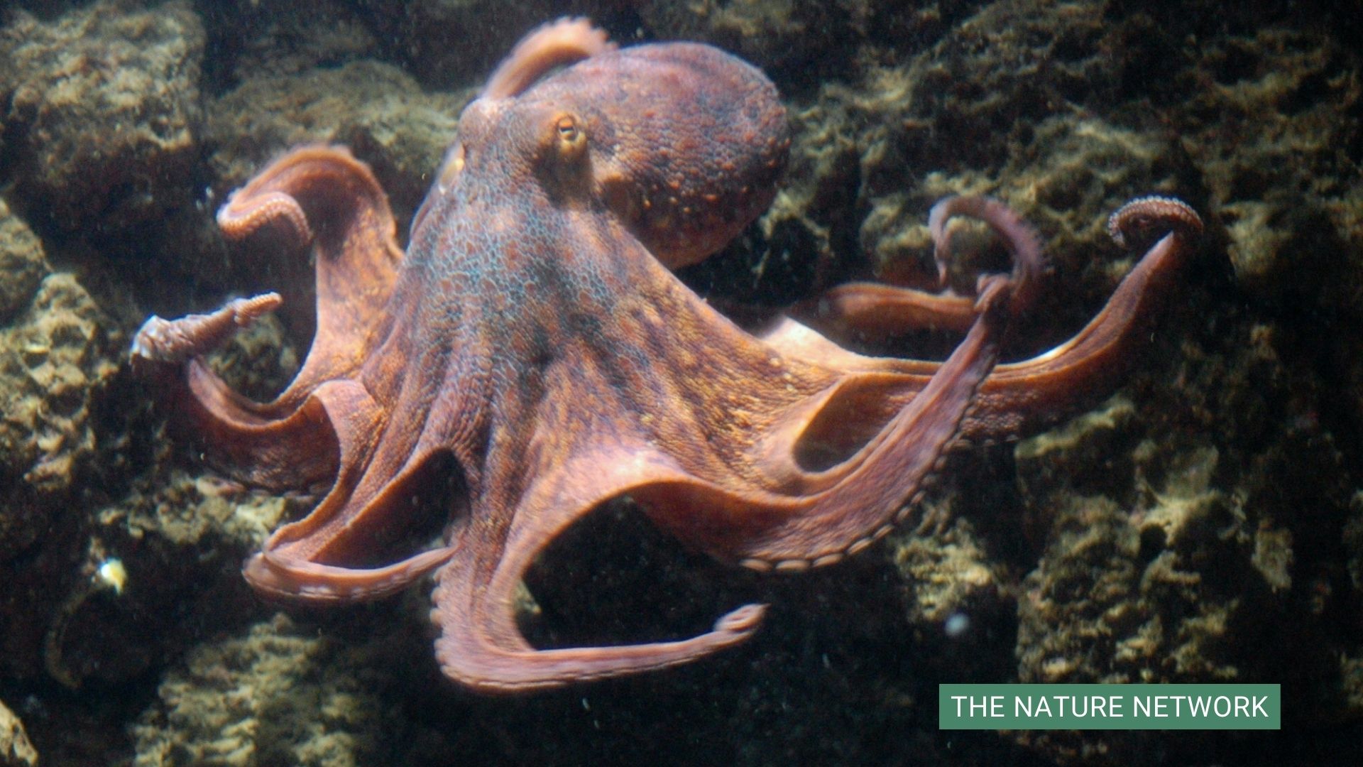 UK octopus numbers hit 75-year high