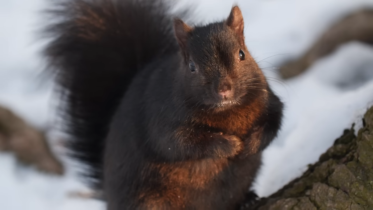 Flying squirrels and the secret tactics that keep gliding animals alive