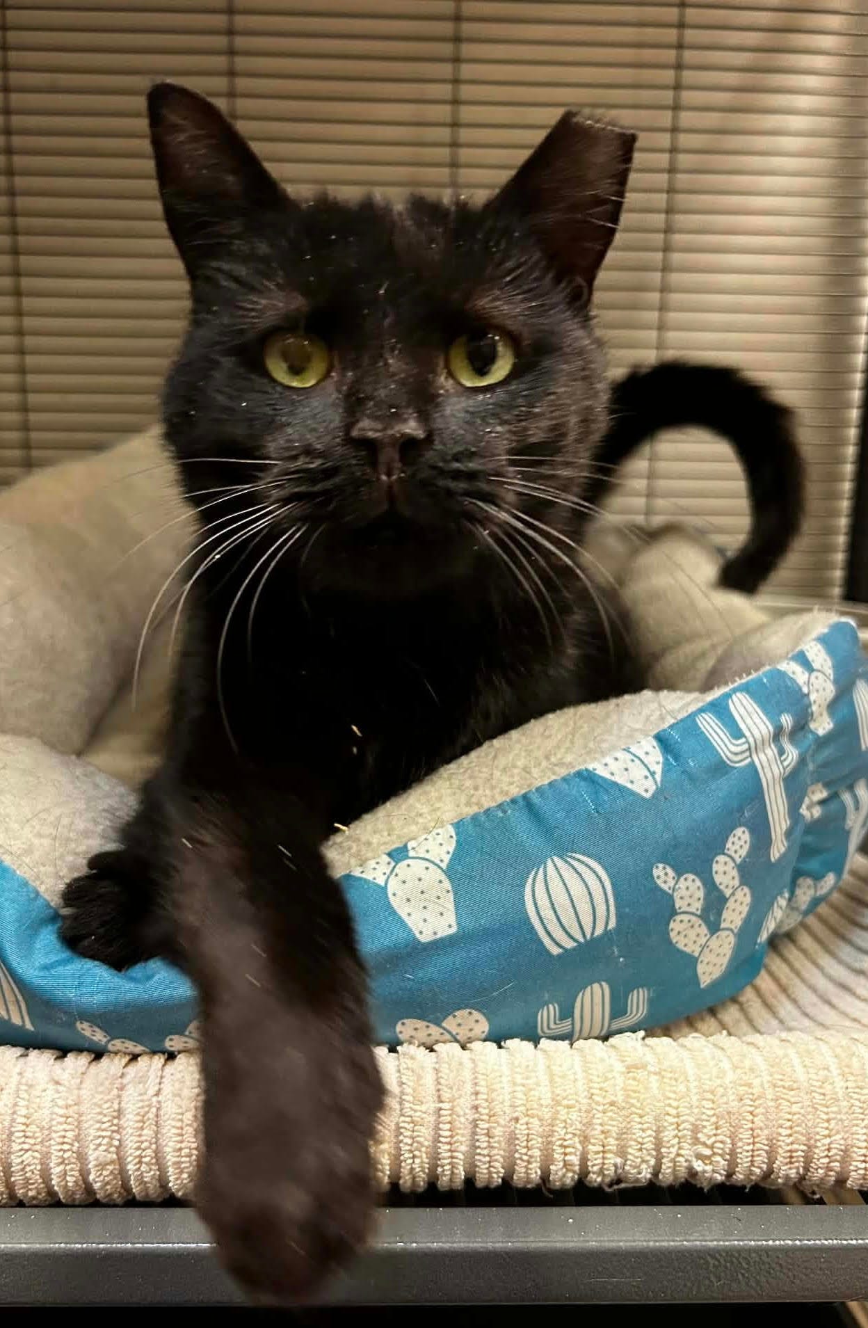 My cat is losing his fur. Is he going bald?