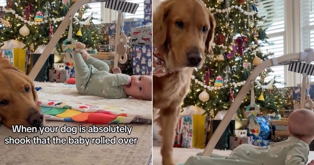 Golden retriever is 'absolutely shook' when little baby does this