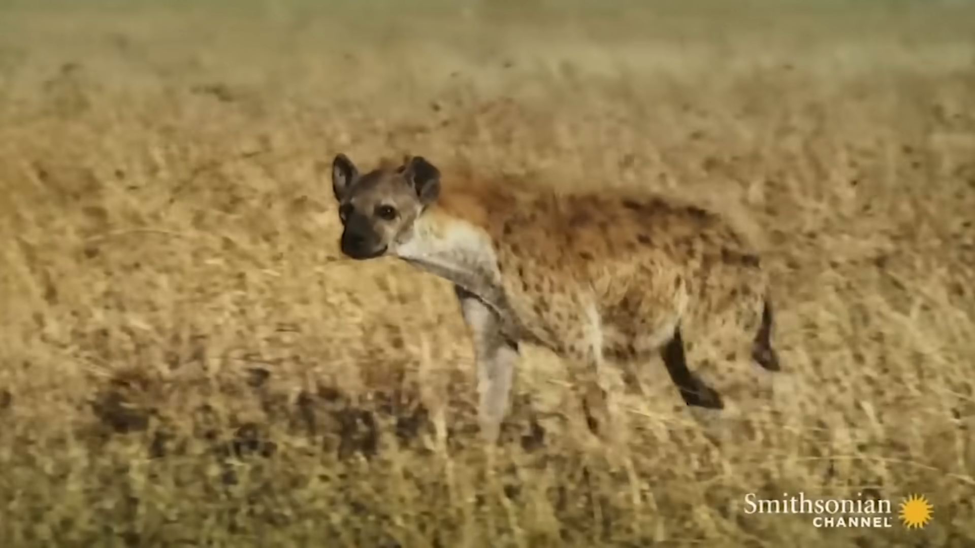 How behavior and adaptability shape cat rankings