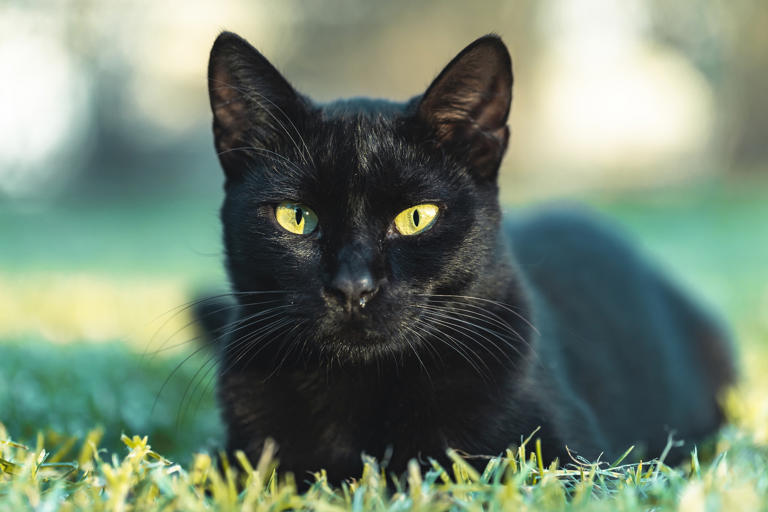 All about Bombay cats: The mini panther with a golden heart