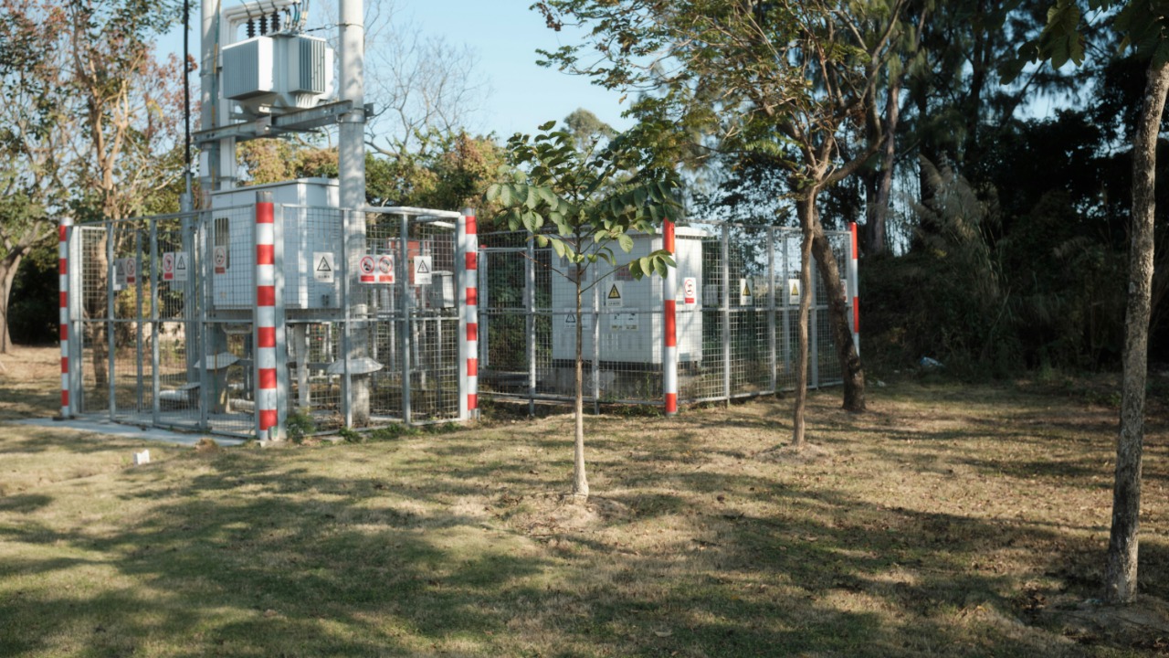 Trees near cell towers show a strange pattern and scientists want answers