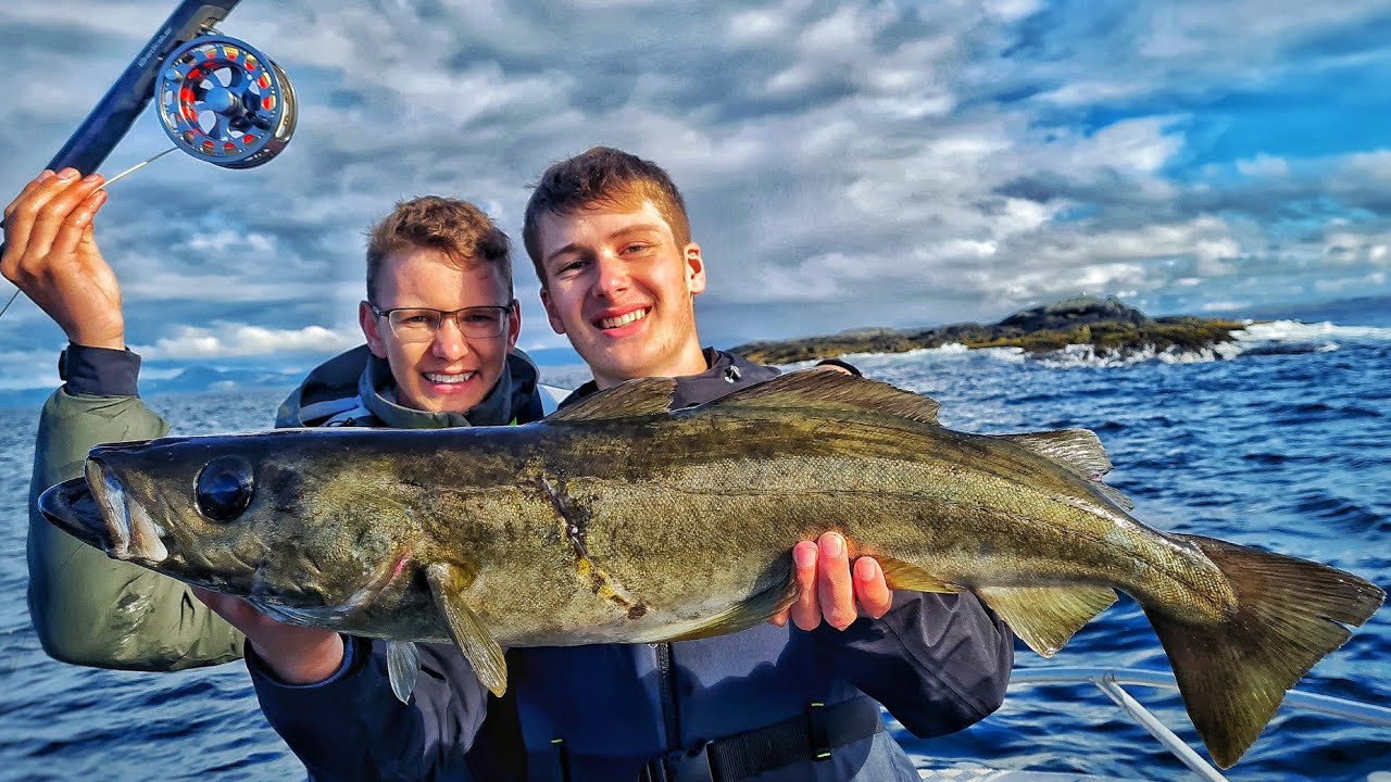 Pollak auf Fliegenrute! Fjordangeln in Norwegen!