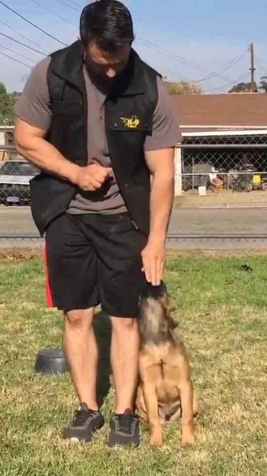 The step-by-step process to teach your dog any command!