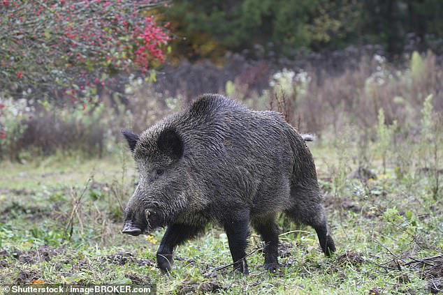 Wild animals on runway cause flight chaos in Spain