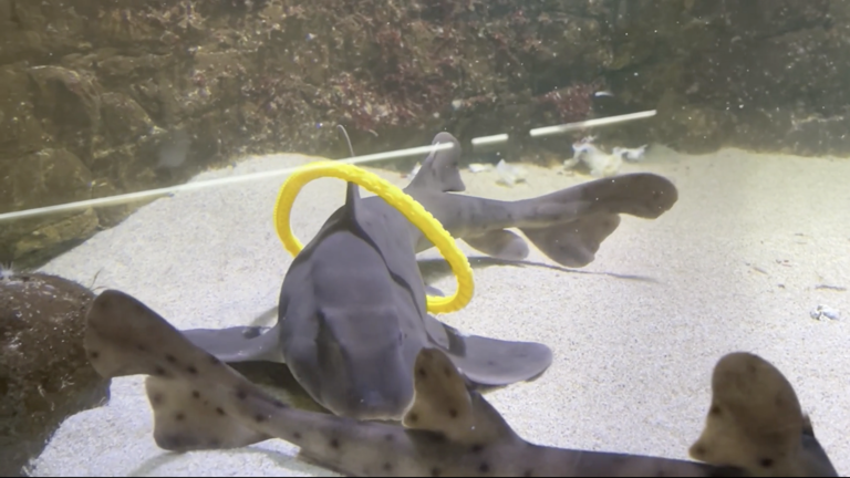 Fini l’ennui : des requins surpris en pleine partie de jeu avec des ...