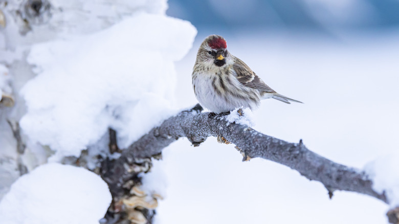 Keep birds coming to your yard in winter with a simple addition to your ...