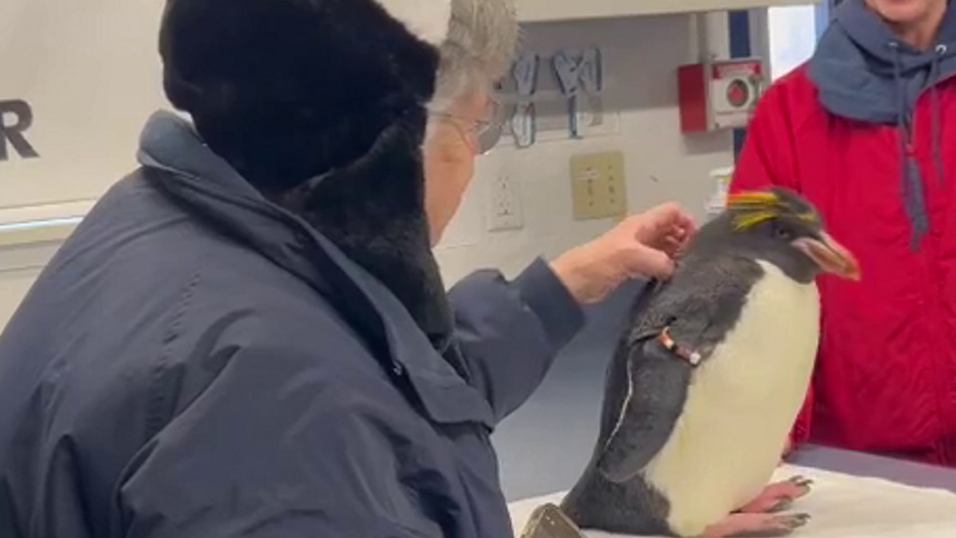 Elderly woman's dream of petting a penguin fulfilled for Christmas