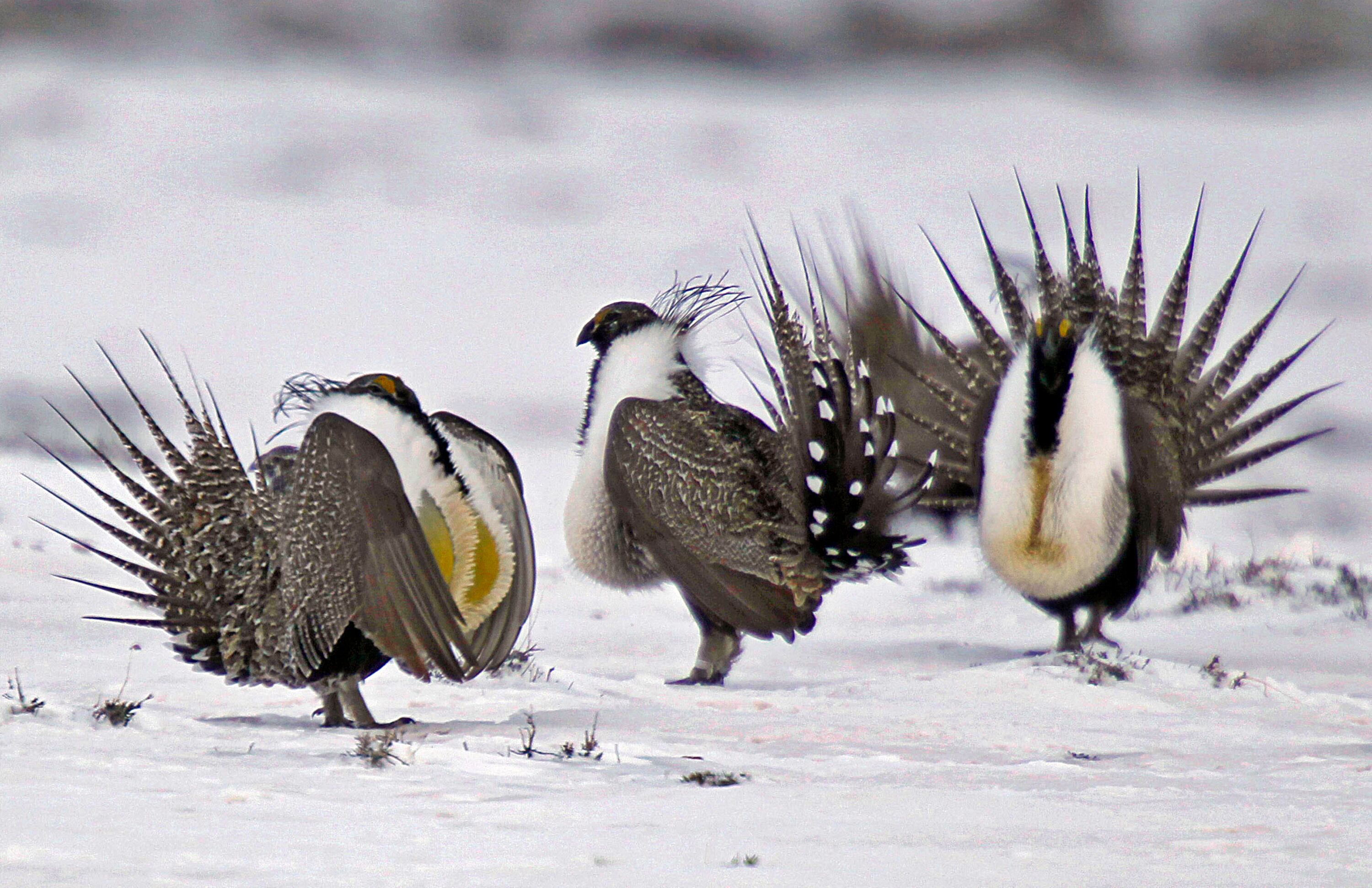 Greater sage grouse advocates say new federal plan imperils habitat in ...