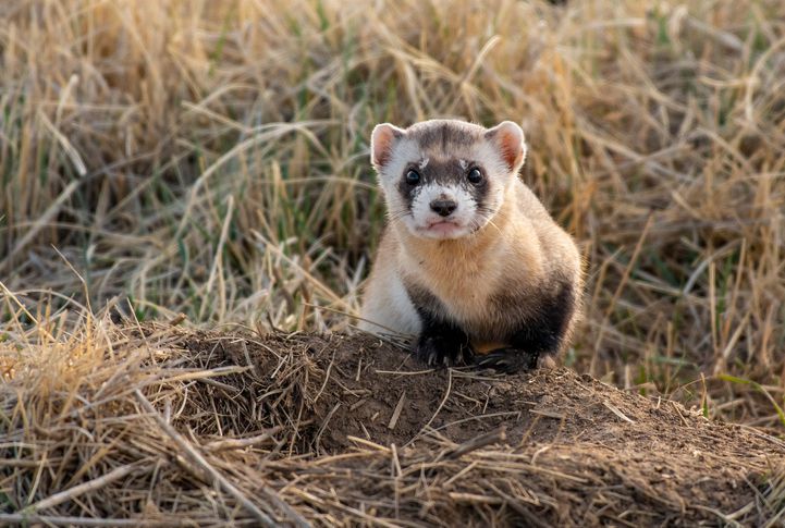 On this day in history: London turns to ferrets for fiber