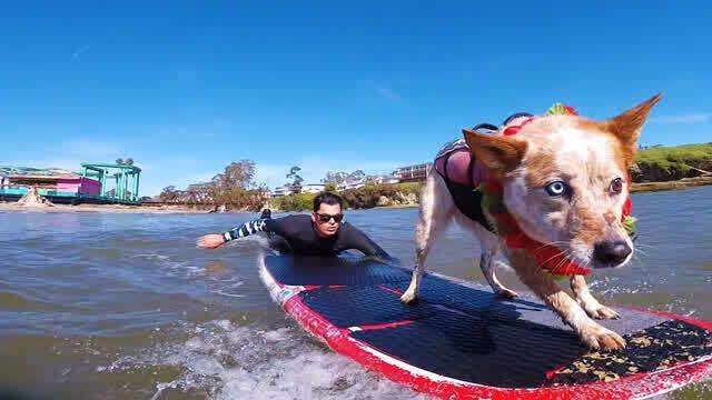 Skyler, der Surfhund-Champion
