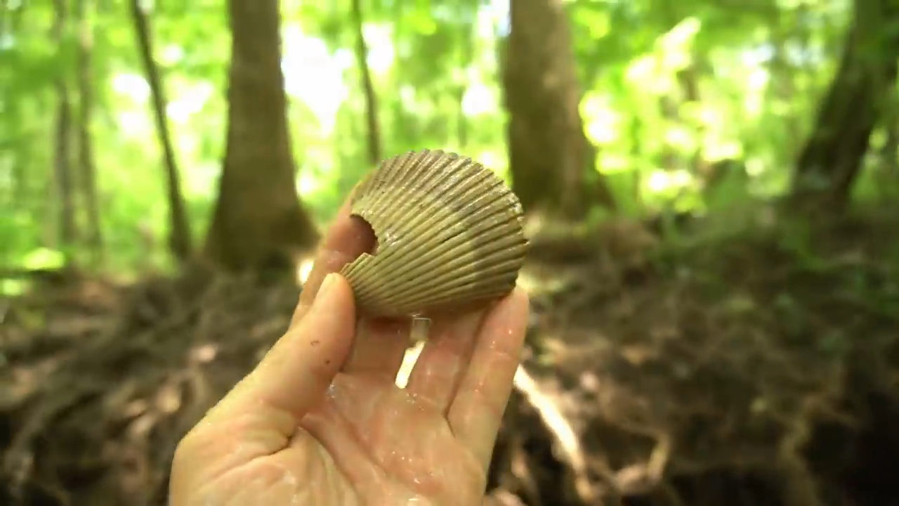 Digging up Florida’s Ice Age past