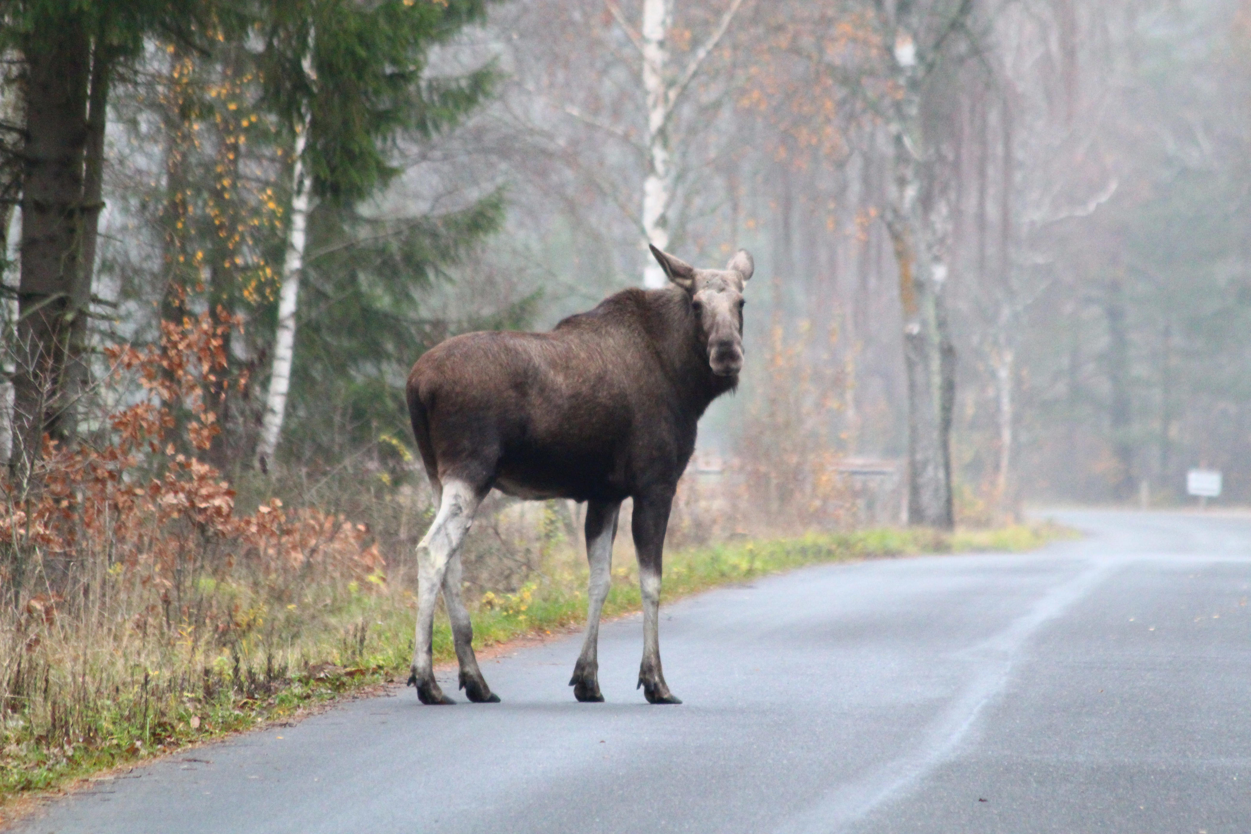 Canadian woman seriously injured after moose kicks her following ...
