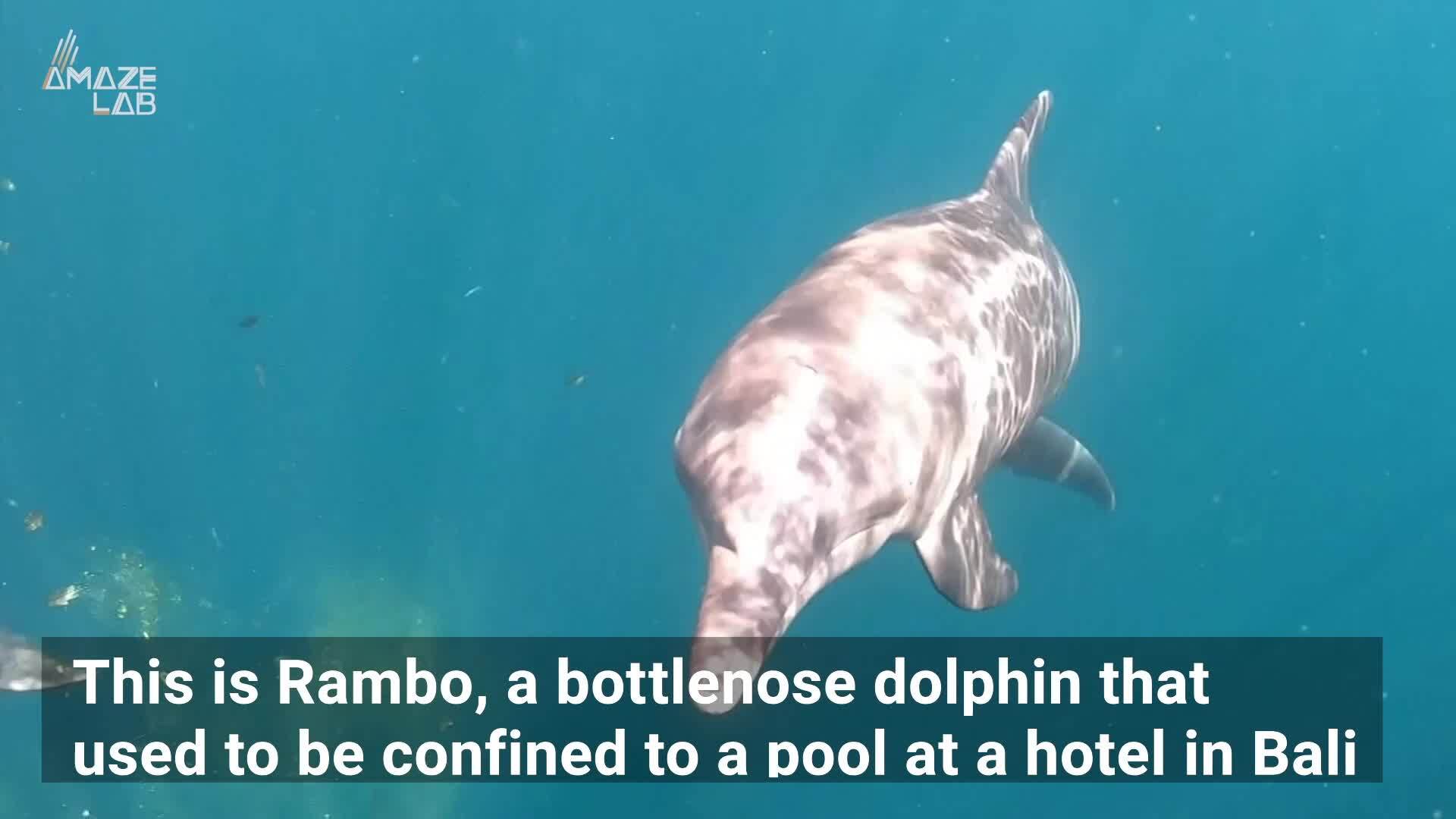 Watching these Bali dolphins return to the wild is one of the coolest ...