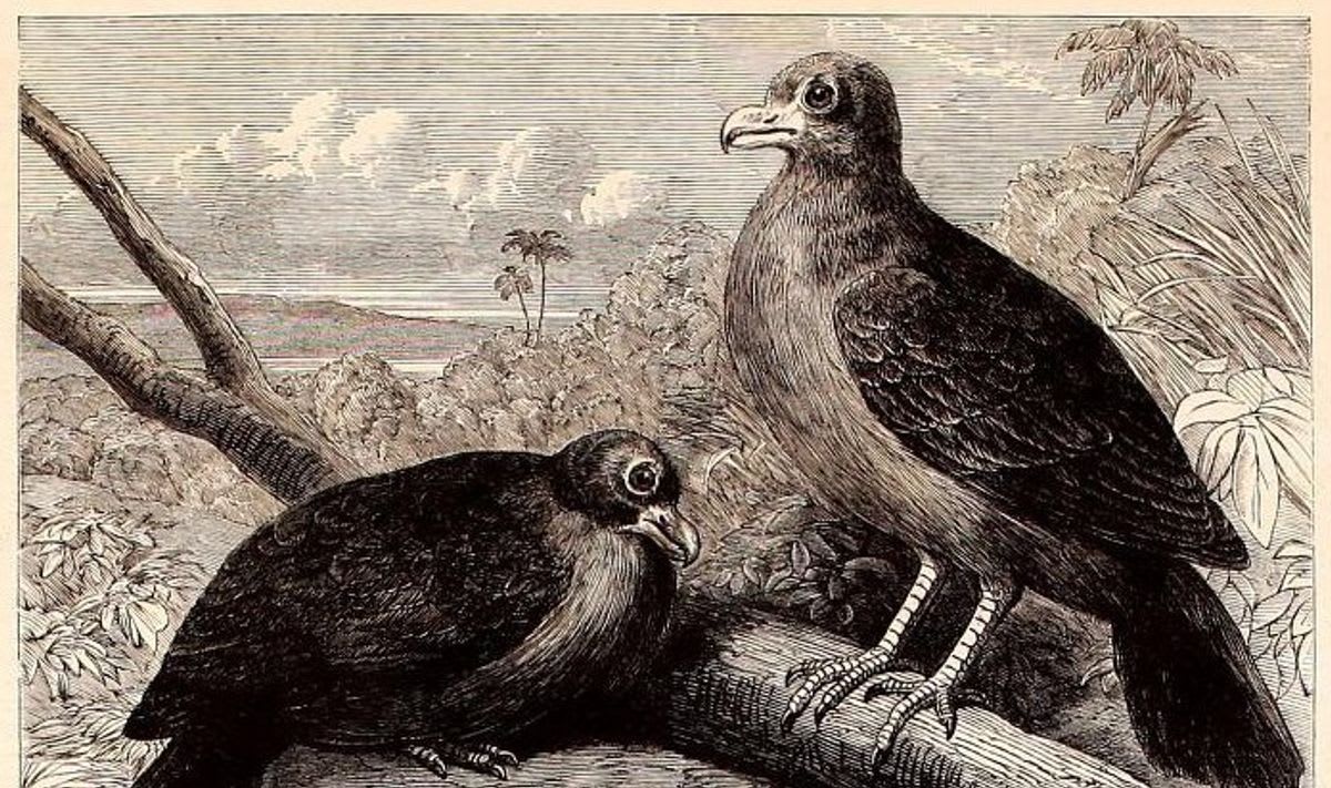 Manumea, dodo’s closest living relative, seen alive after 5-year ...