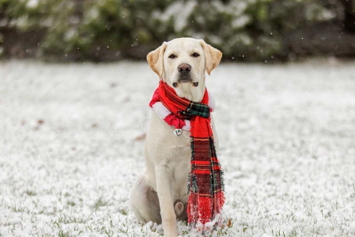 5 white dogs look like snowmen, according to vets