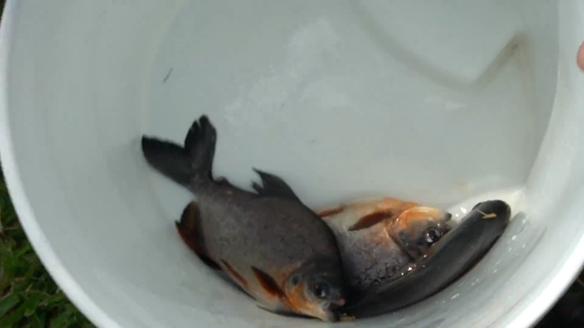 How a backyard pond turned into a piranha catch and cook