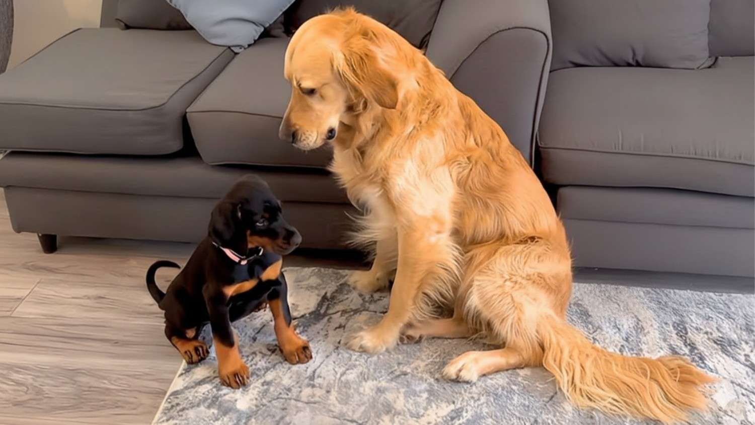 Golden retriever meets his new puppy sister