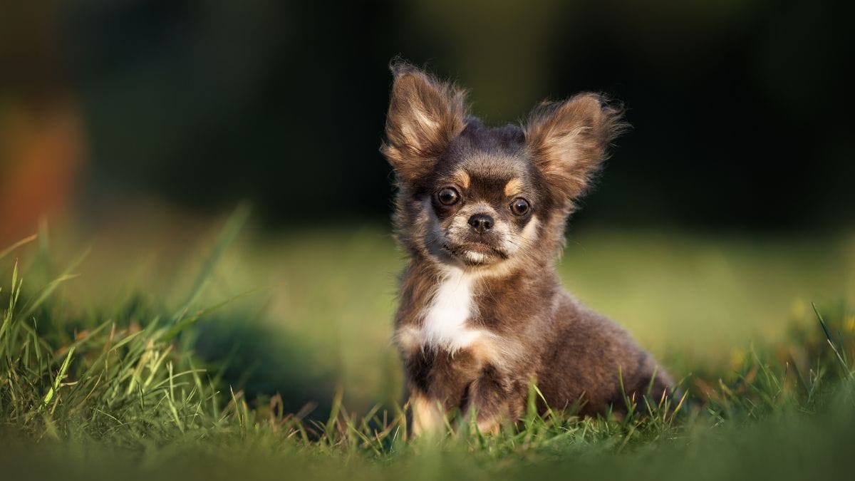 Family buys chihuahua online, discovers deadly illness two days later