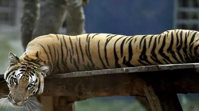 More than 50 tigers dead in Madhya Pradesh in 2025, highest in 50 years