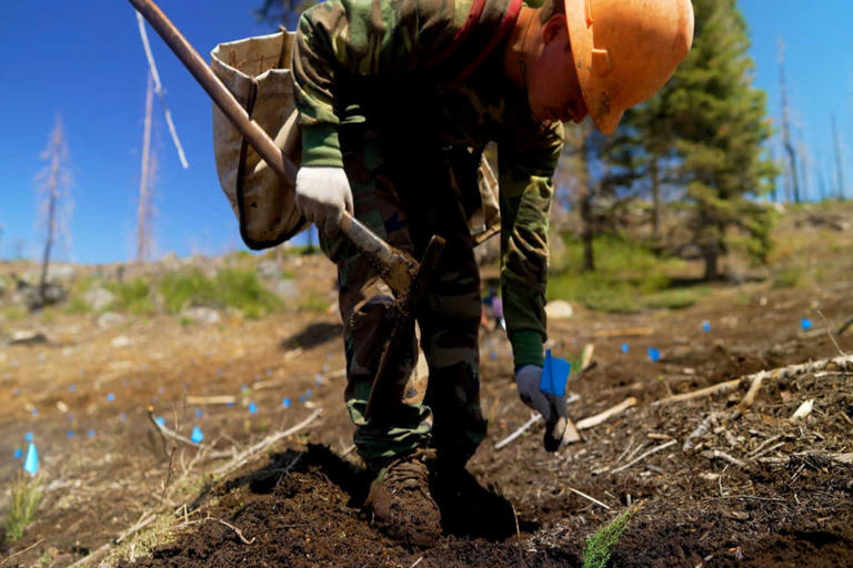 In California’s redwoods, scientists rebuild lost ecosystems high up in ...