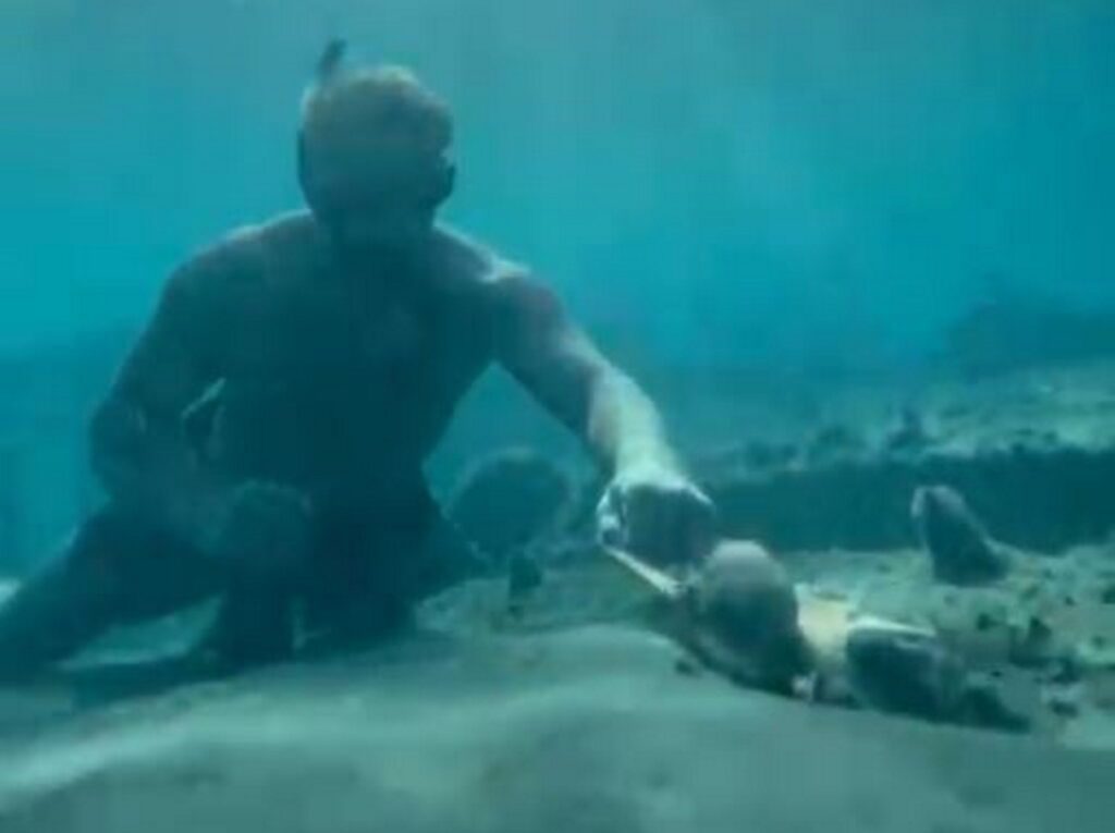 Man and wild octopus become friends – swimming together every day