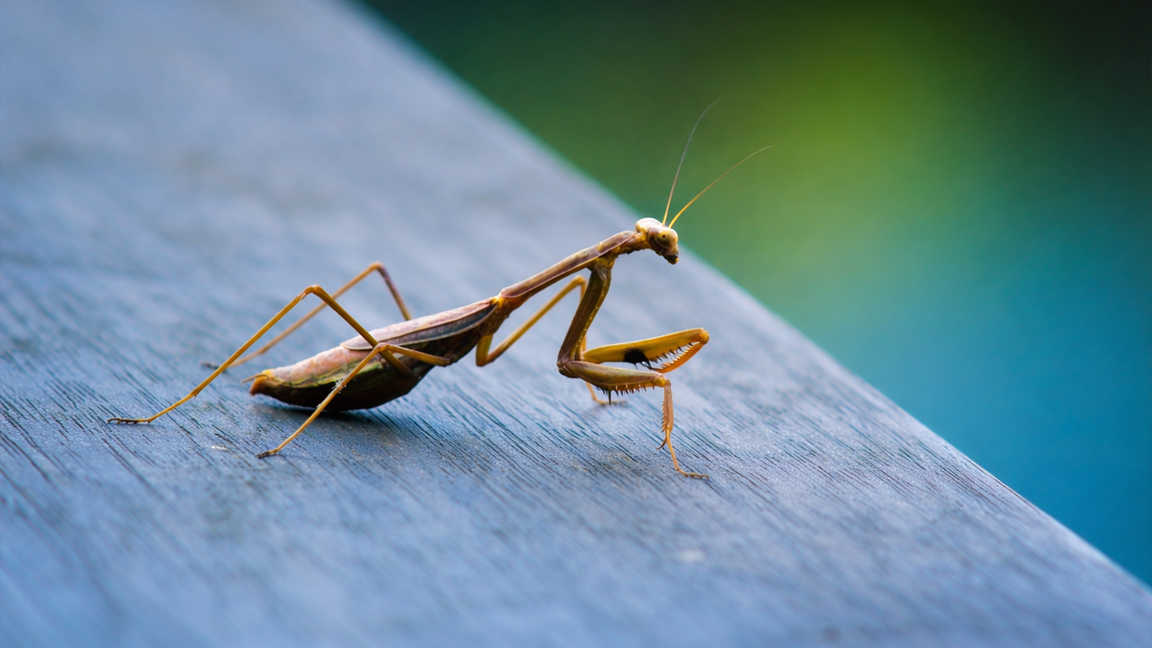 Belleza en primer plano de una mantis religiosa