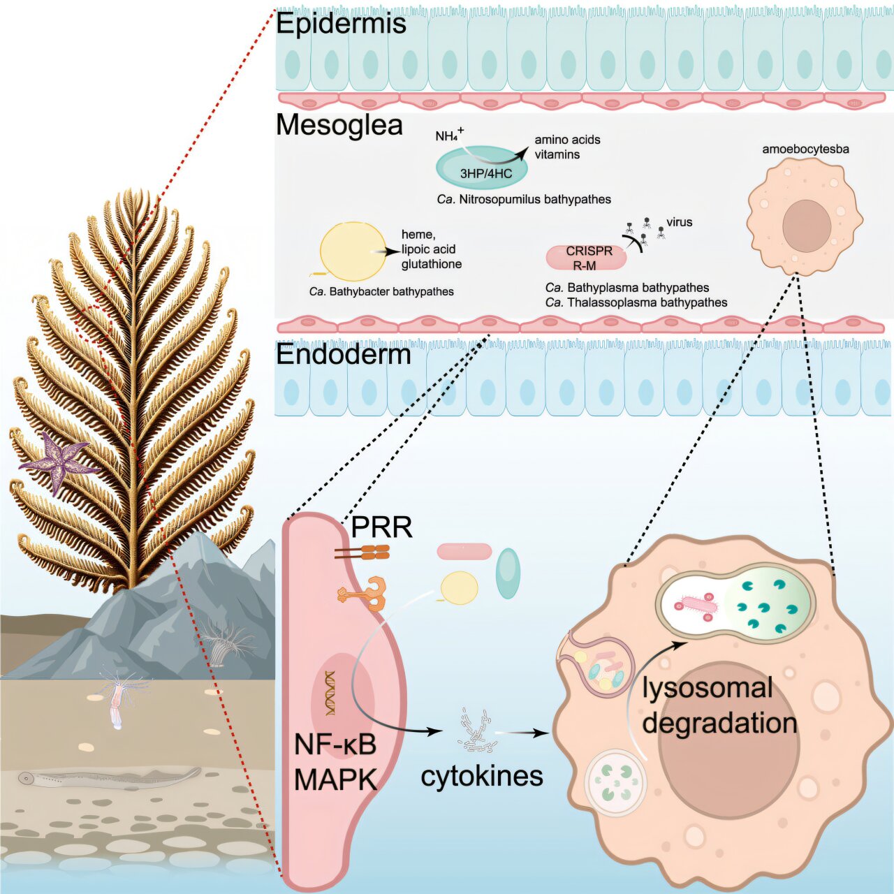 Novel model to reveal deep-sea black coral symbiotic system