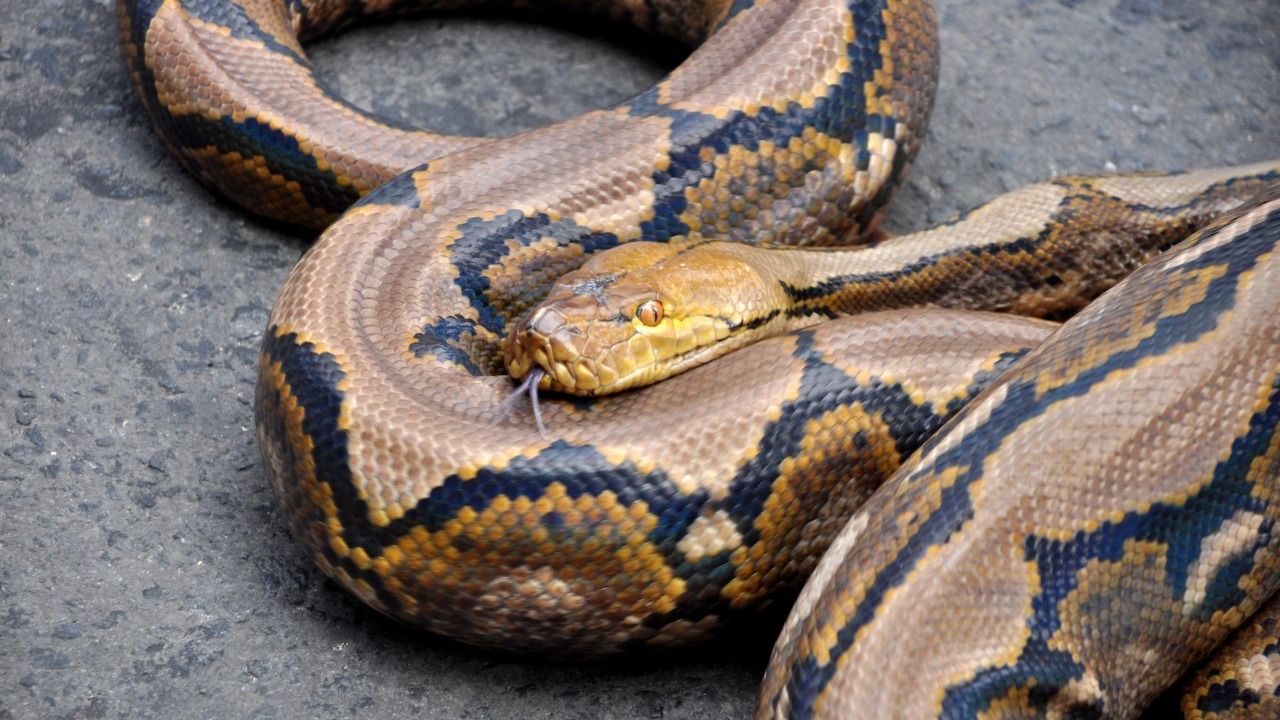 Giant snakes are spreading fast and experts say more outbreaks are coming