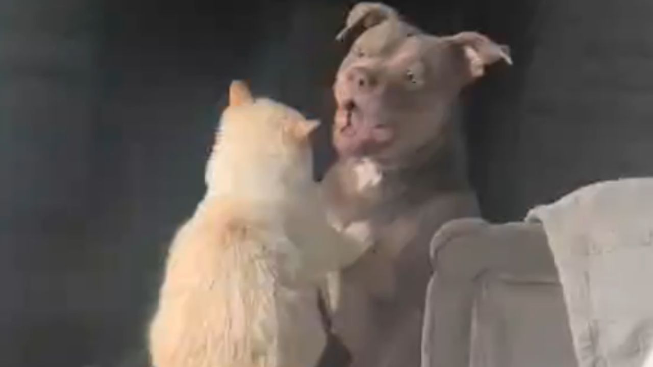 Dramatic cat grabs a dog's snout to give her a little kiss