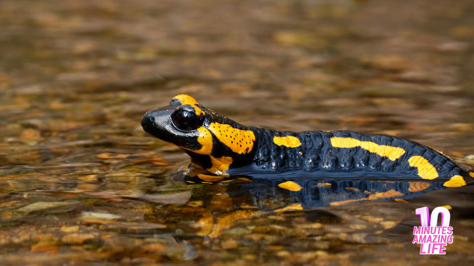 I filmed a salamander during a quiet river moment