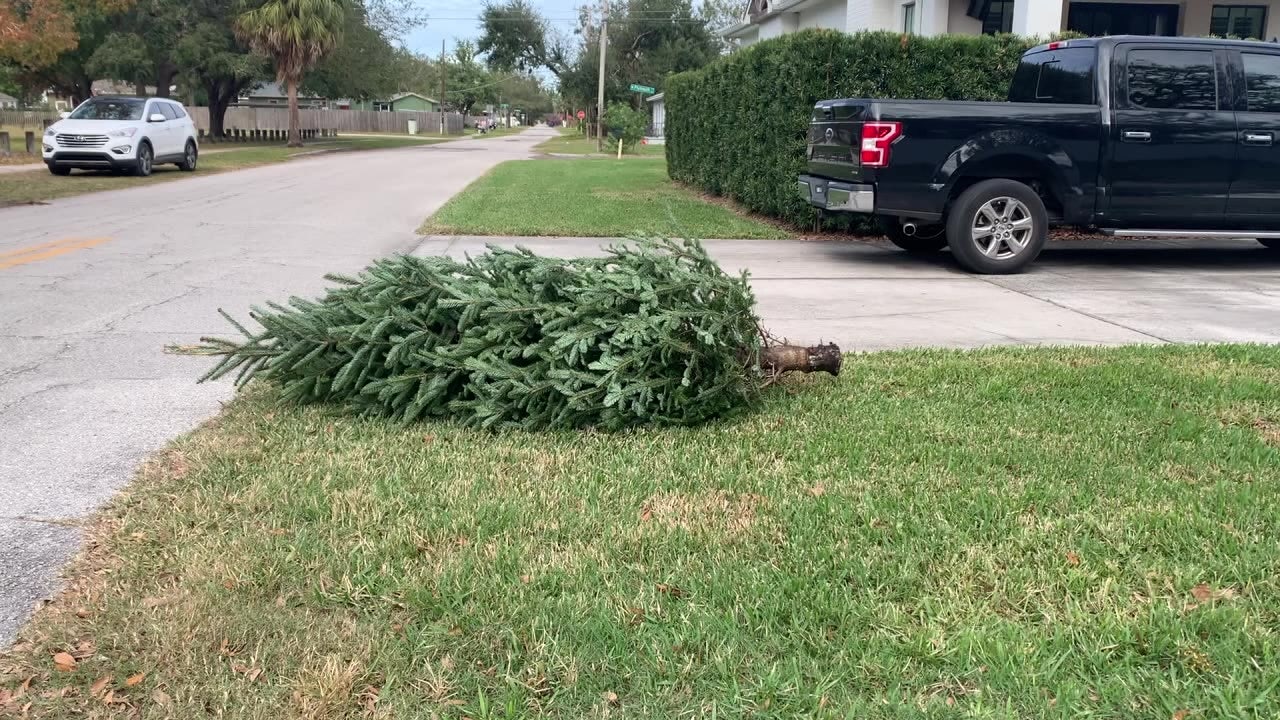 How to dispose of your real Christmas tree around Tampa Bay