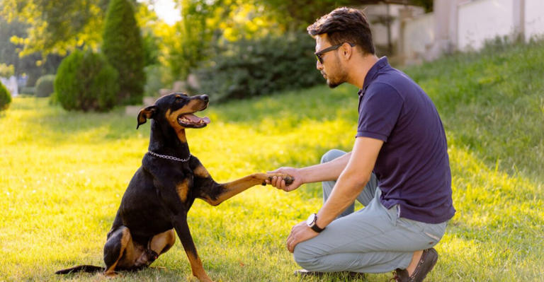 14 dog training techniques to fix bad behavior quickly without yelling