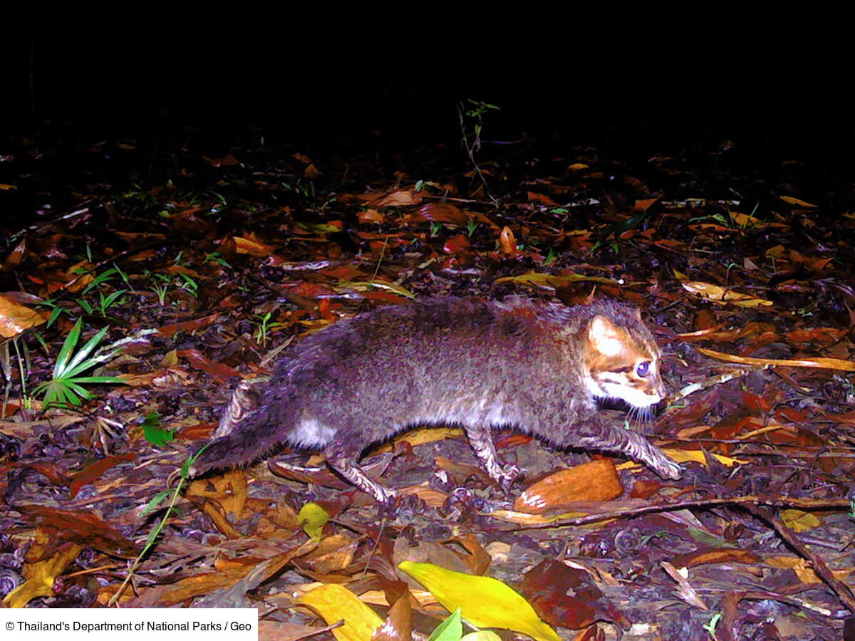 En Thaïlande, une espèce de chat sauvage considérée comme éteinte ...