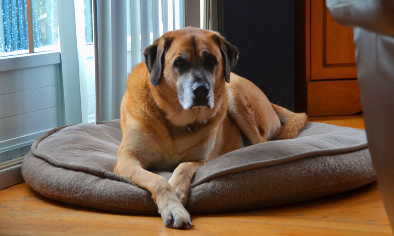 What your dog is really doing when they watch you from across the room