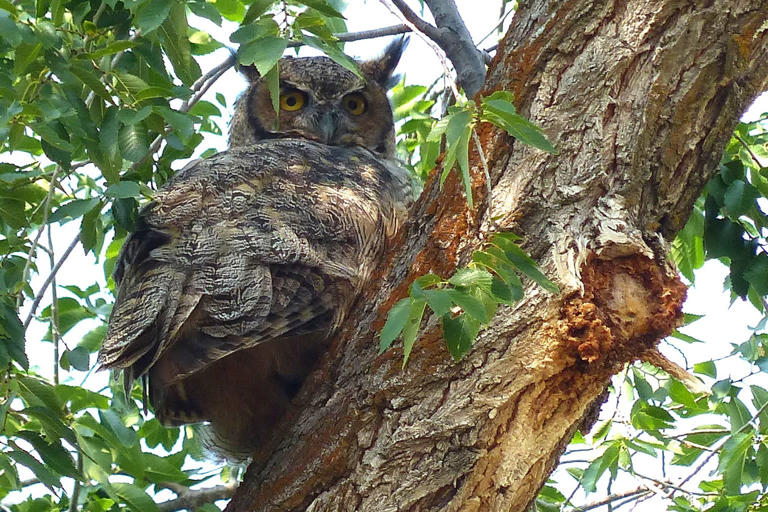 In California’s redwoods, scientists rebuild lost ecosystems high up in ...