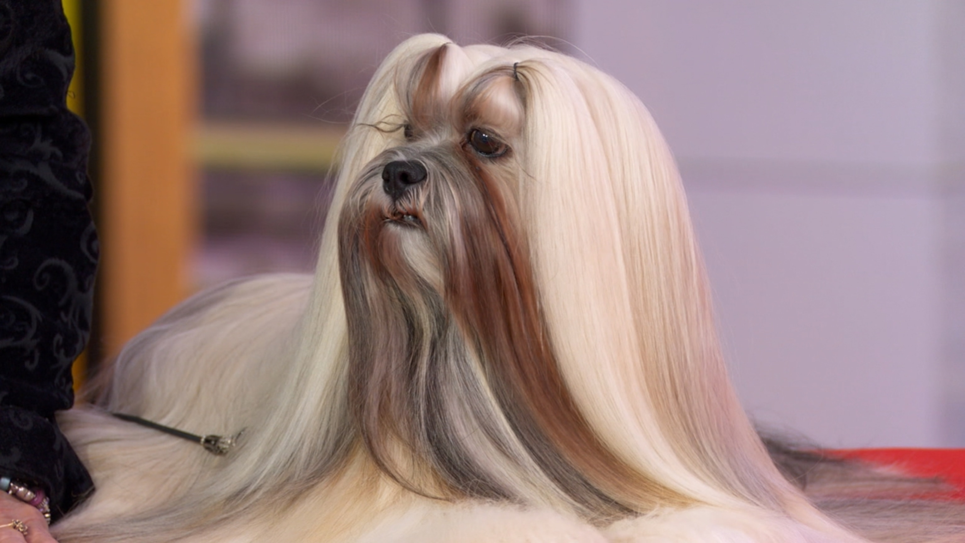 ‘Best in Show’ dog winner stops by ‘GMA’