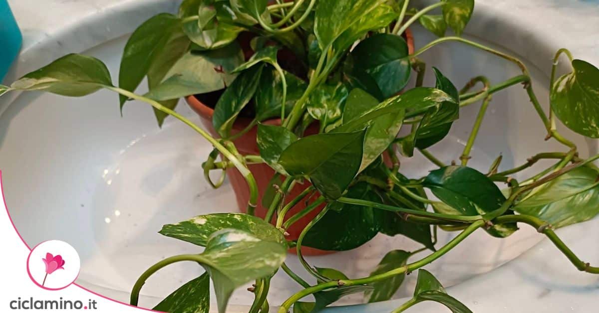 Per innaffiare il pothos questa è la migliore tecnica di immersione