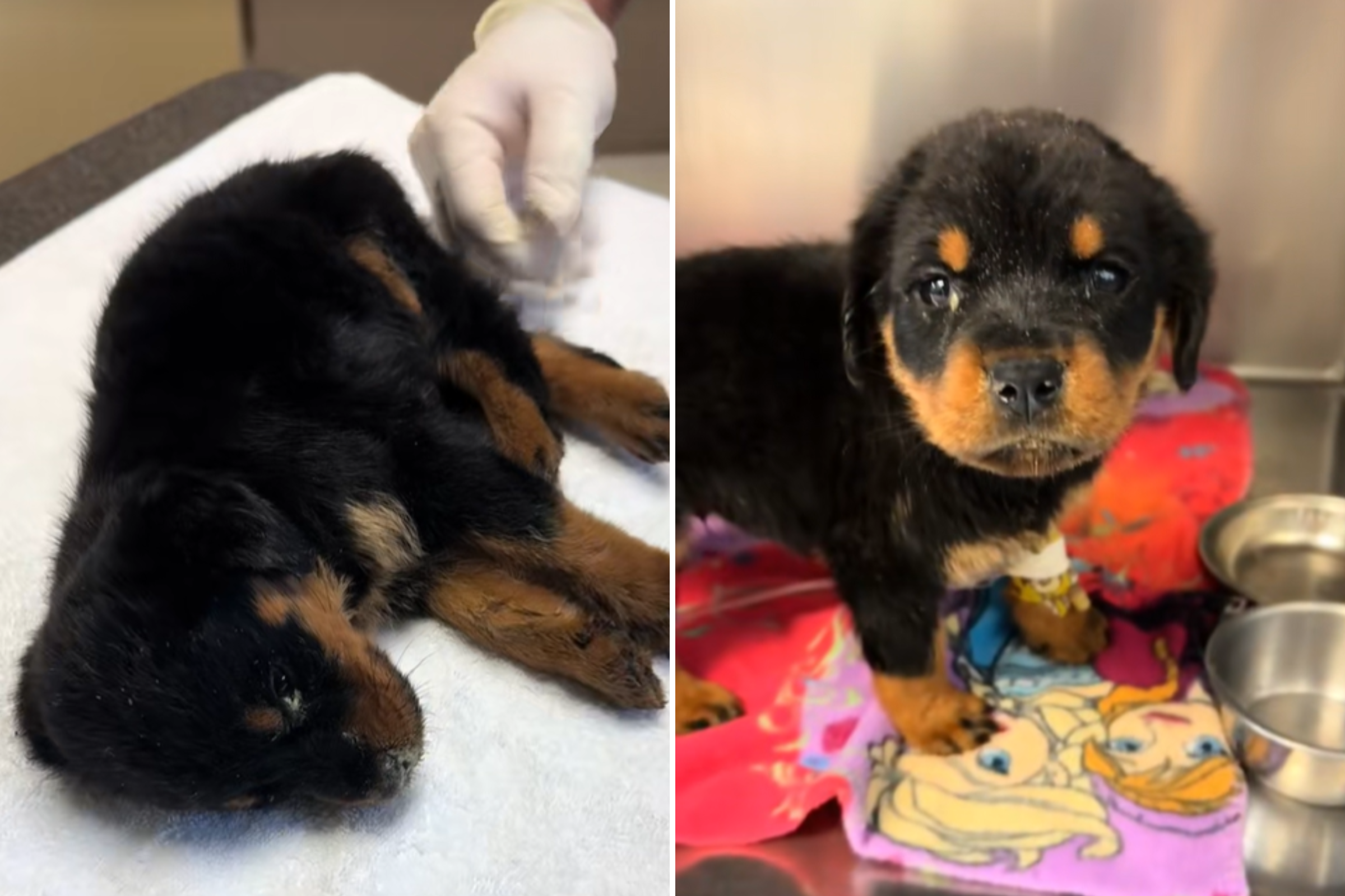 Rottweiler puppy found a week after owner died, just minutes from death