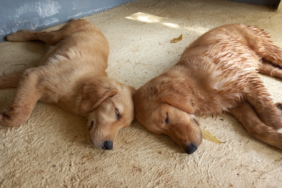 Golden retriever bringing sick brother a 'lambie' for comfort will make ...