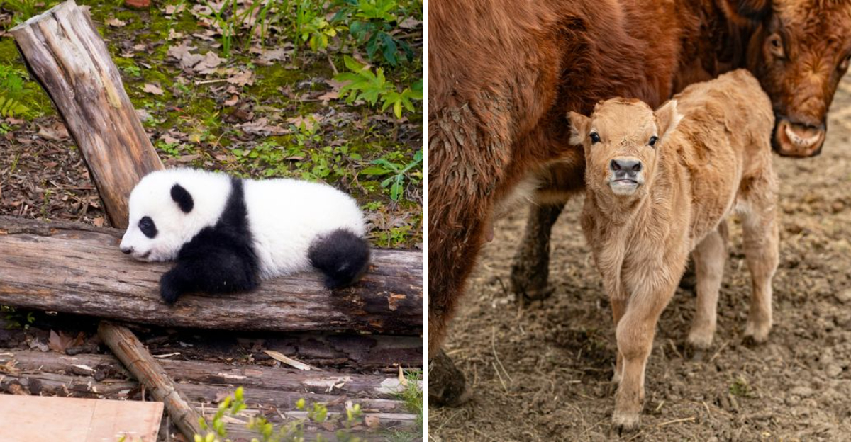 The tiny creatures whose early days are filled with pure innocence